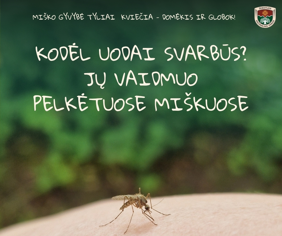 🦟 Kodėl uodai svarbūs? Jų vaidmuo pelkėtuose miškuose - Žemaitijos parkas